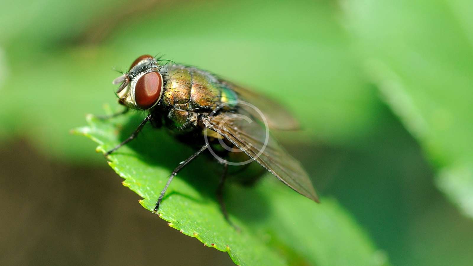 Mosche | Servizipid.it