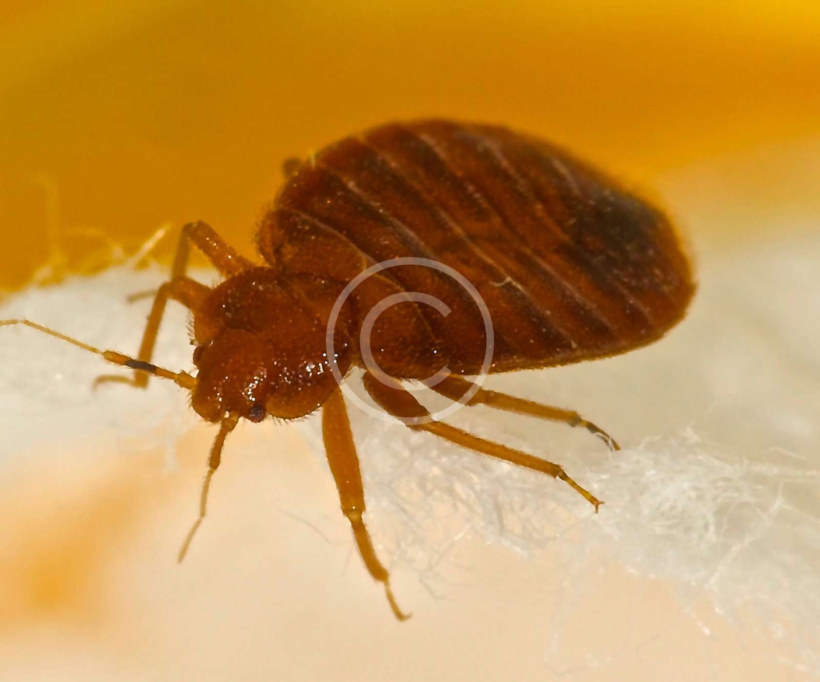 Disinfestazione Acaro Euroglyphus Maynei | Servizipid.it