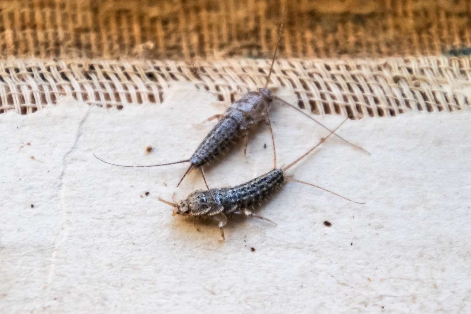 Insetti in casa cosa fare?