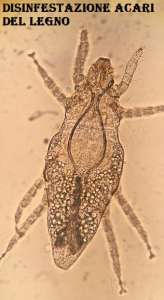 Disinfestazione Acarus Trombicula Autumnalis (Acaro pungitore Pyemotes ...