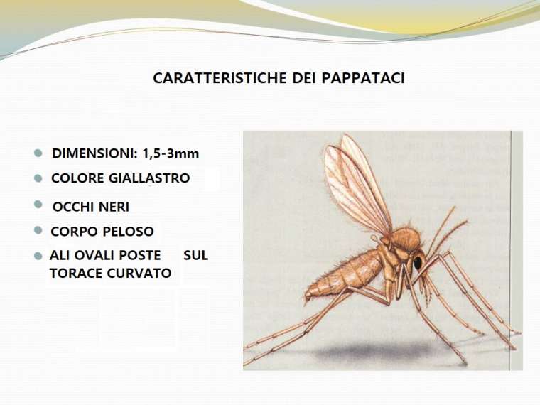 Pappataci in casa cosa fare per eliminarli?