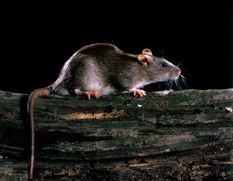 Riconoscere Ratti e Topi le principali differenze tra i principali roditori