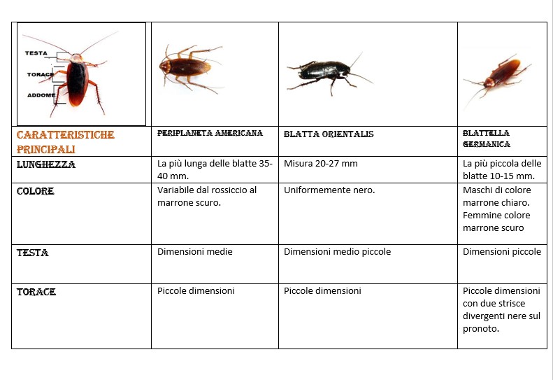 Scarafaggi 4 passaggi per eliminarli per sempre