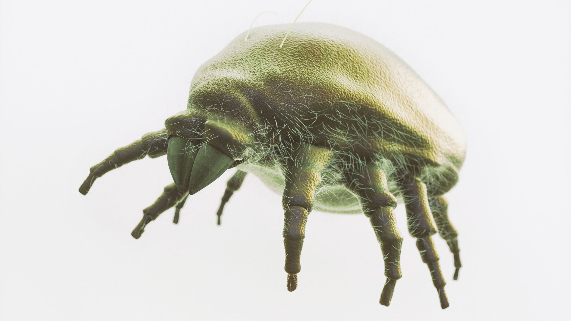 Disinfestazione Acaro Euroglyphus Maynei | Servizipid.it