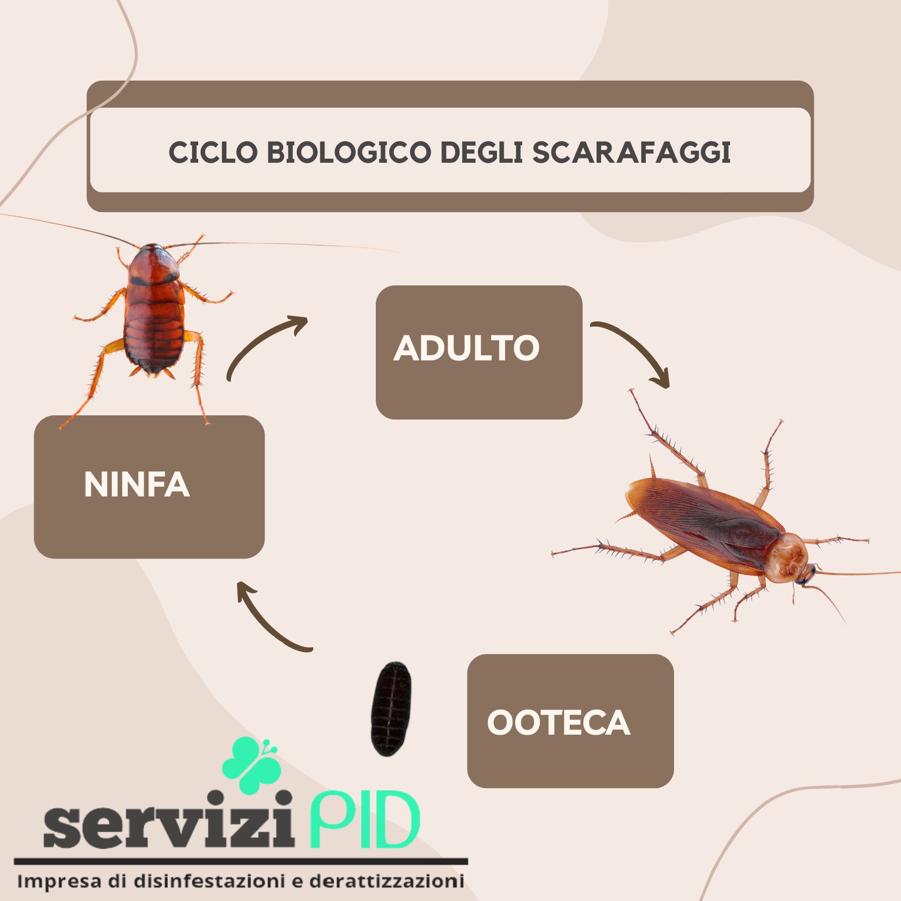 Scarafaggi 4 passaggi per eliminarli per sempre