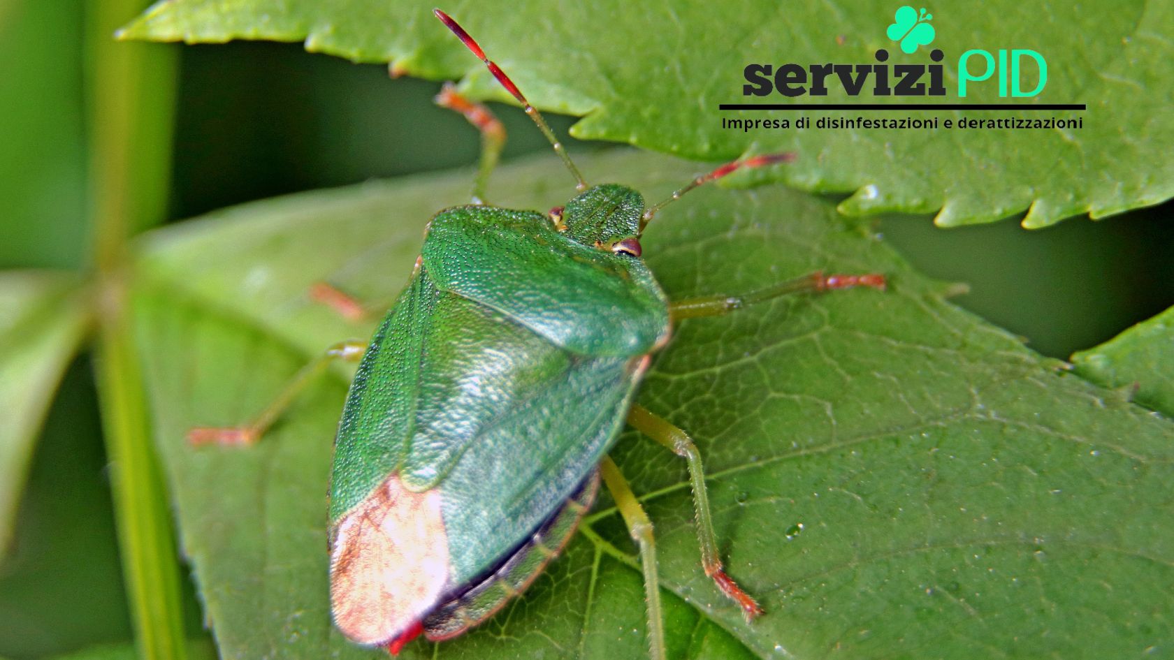 Disinfestazione cimici verdi, insetti che possono entrare in casa.