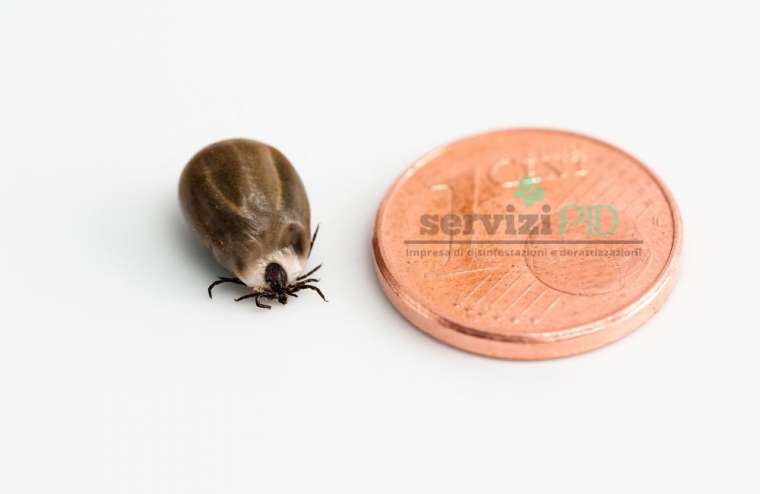 Zecche in casa cosa fare? Disinfestazione Zecche. | Servizipid.it
