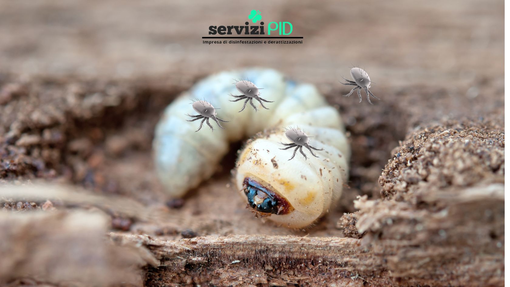 Disinfestazione Acarus Trombicula Autumnalis (Acaro pungitore Pyemotes ...