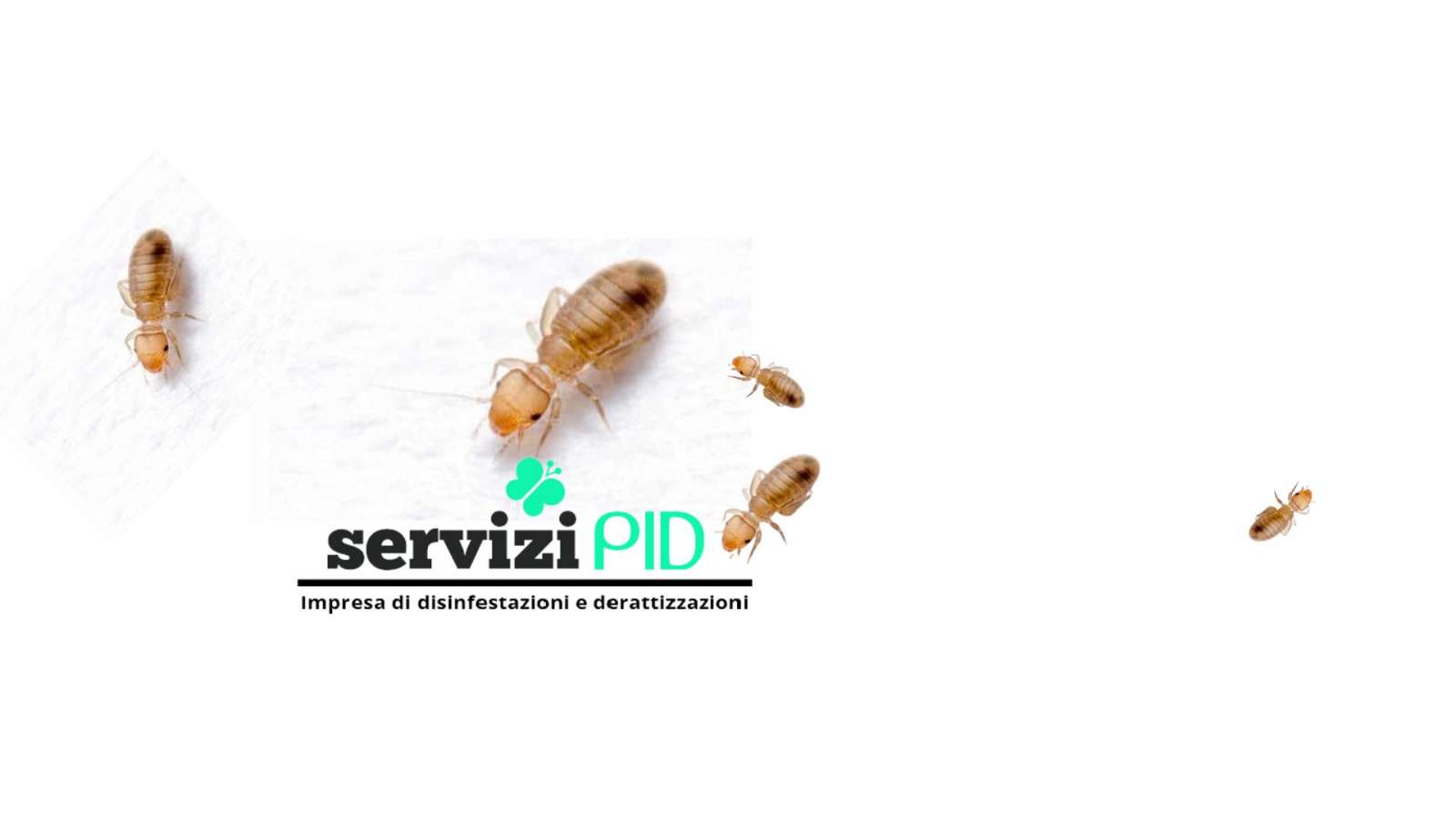 Disinfestazione psocotteri