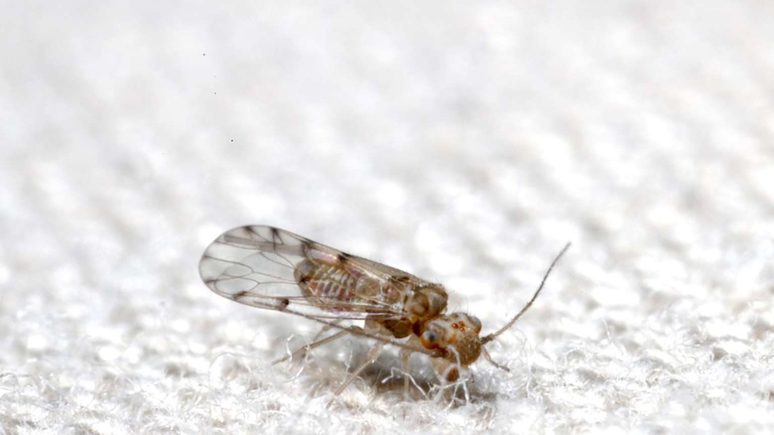 Pidocchi dei libri disinfestazione sicura anche in casa