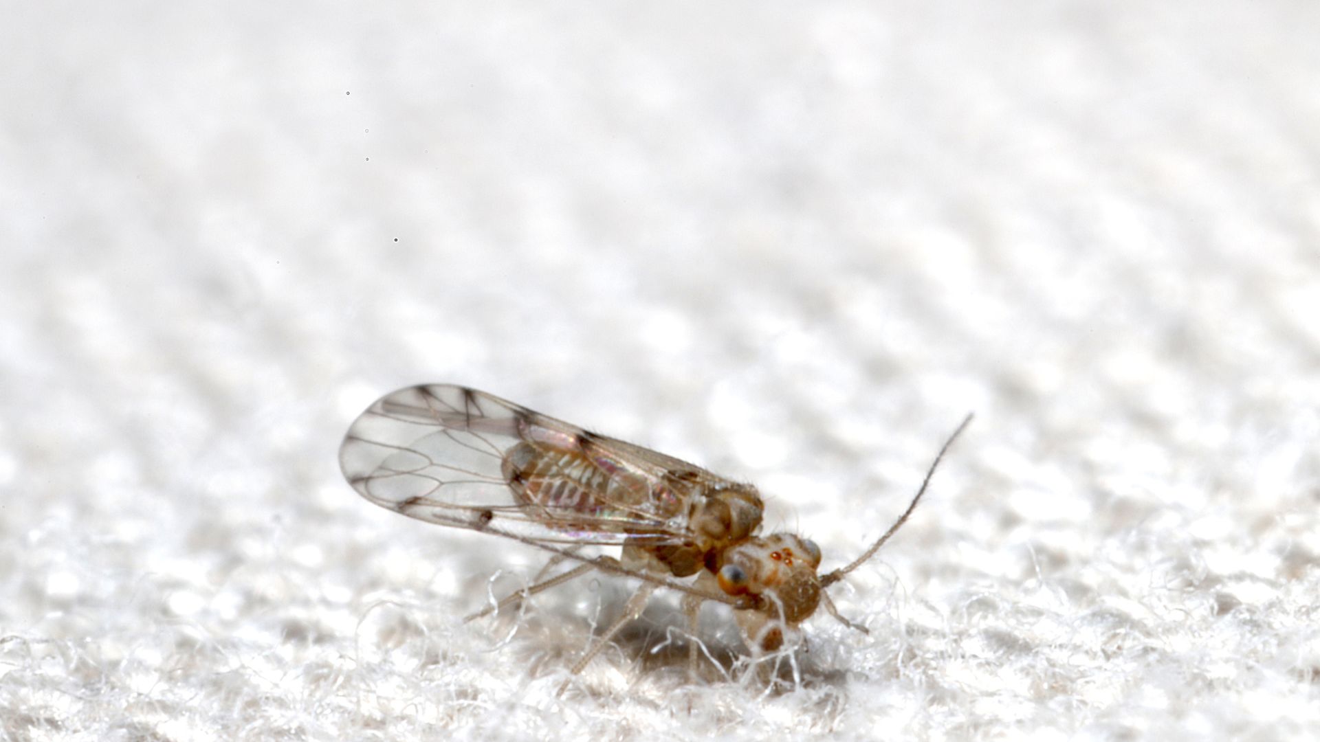 Pidocchi dei libri disinfestazione sicura anche in casa