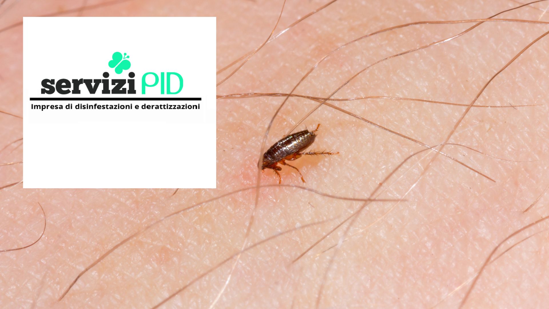 Puntura delle pulci sull'uomo, sintomi: arrossamento, gonfiore, forte ...