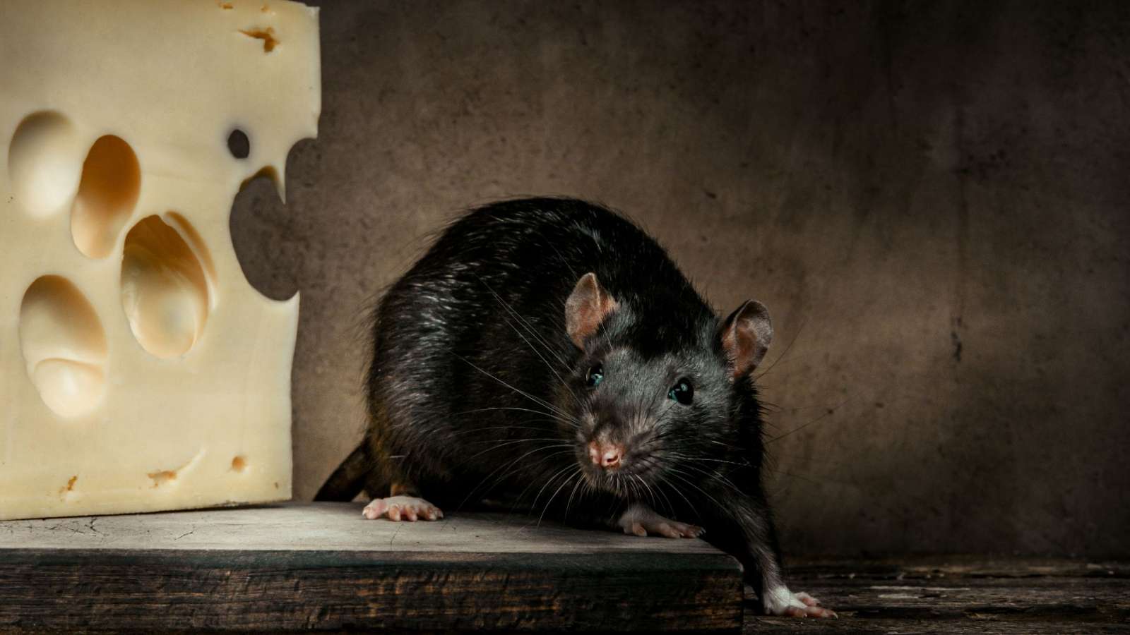 Ratto nero roditore dei tetti | Servizipid.it