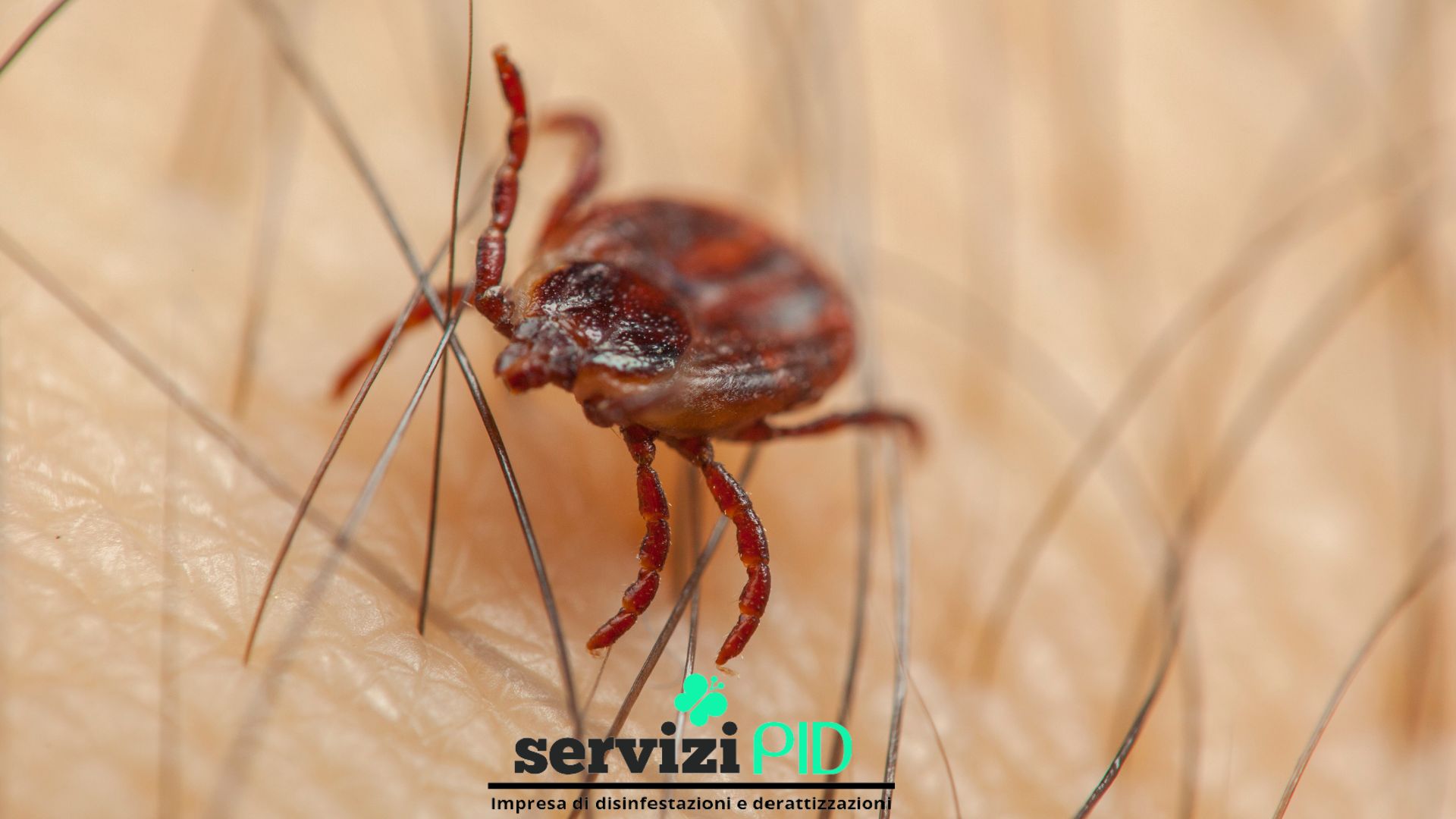 Zecche: come riconoscerle? | Servizipid.it