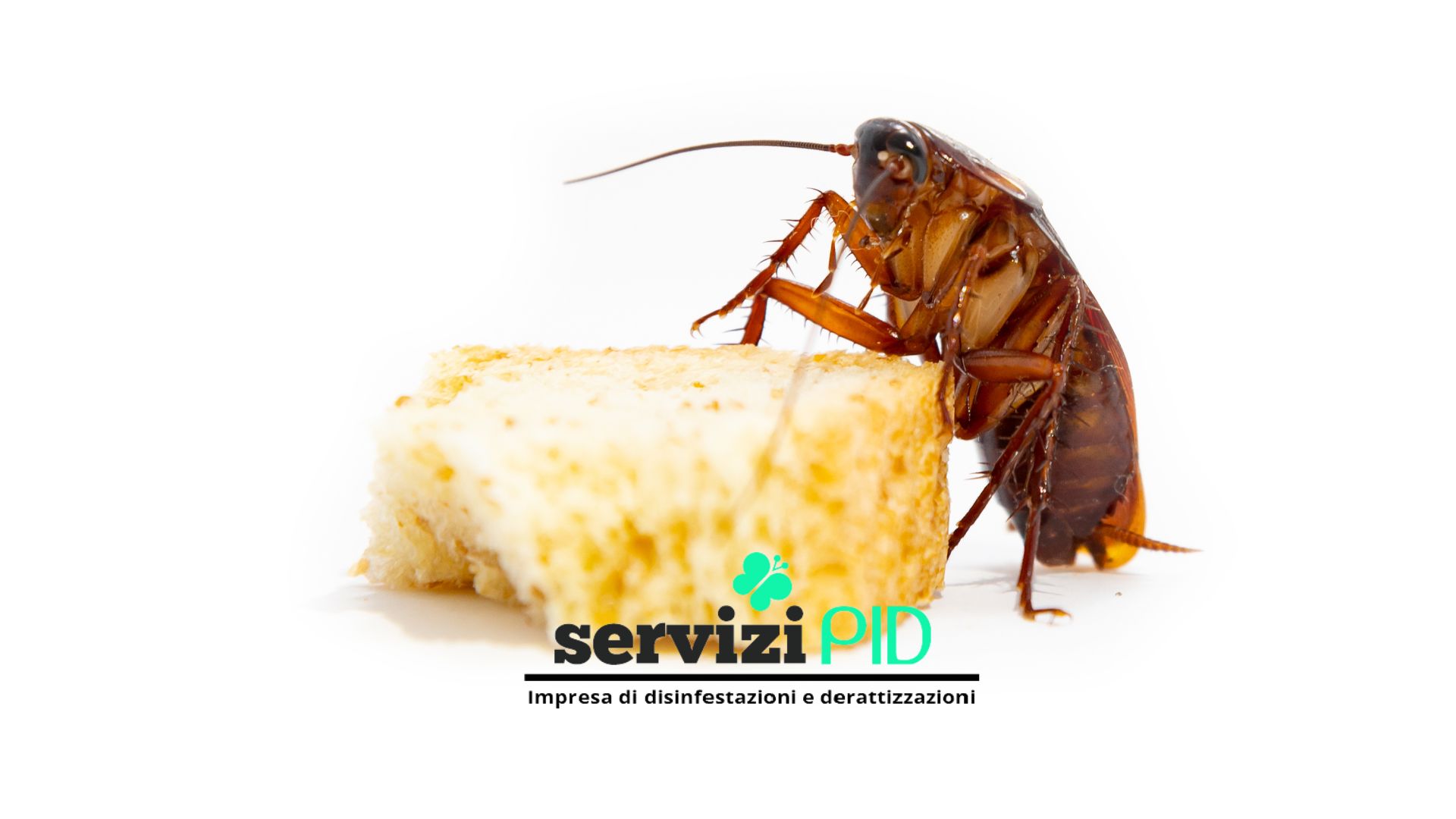 Scarafaggi in casa cosa fare