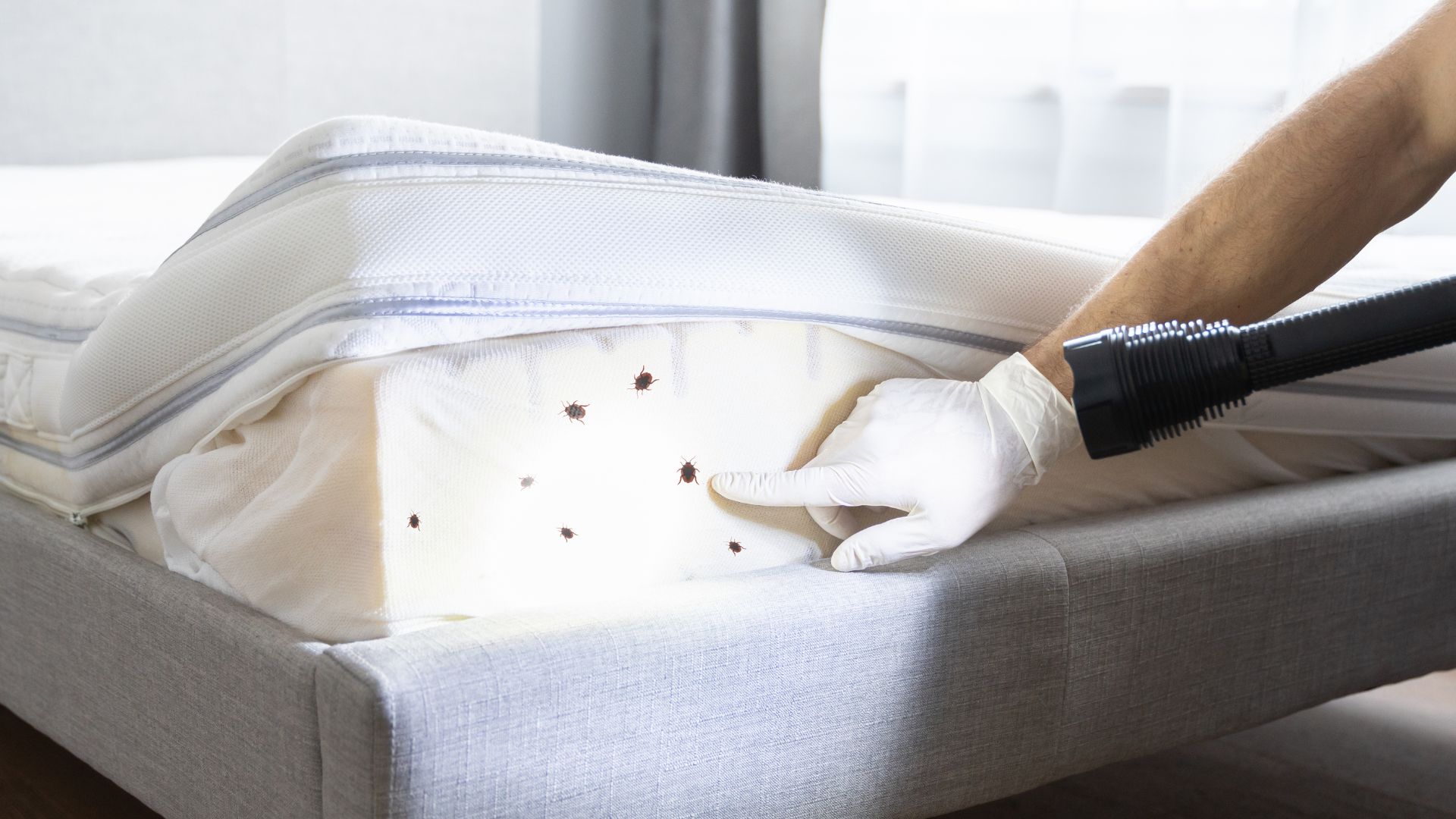 Come riconoscere le cimici da letto | Servizipid.it